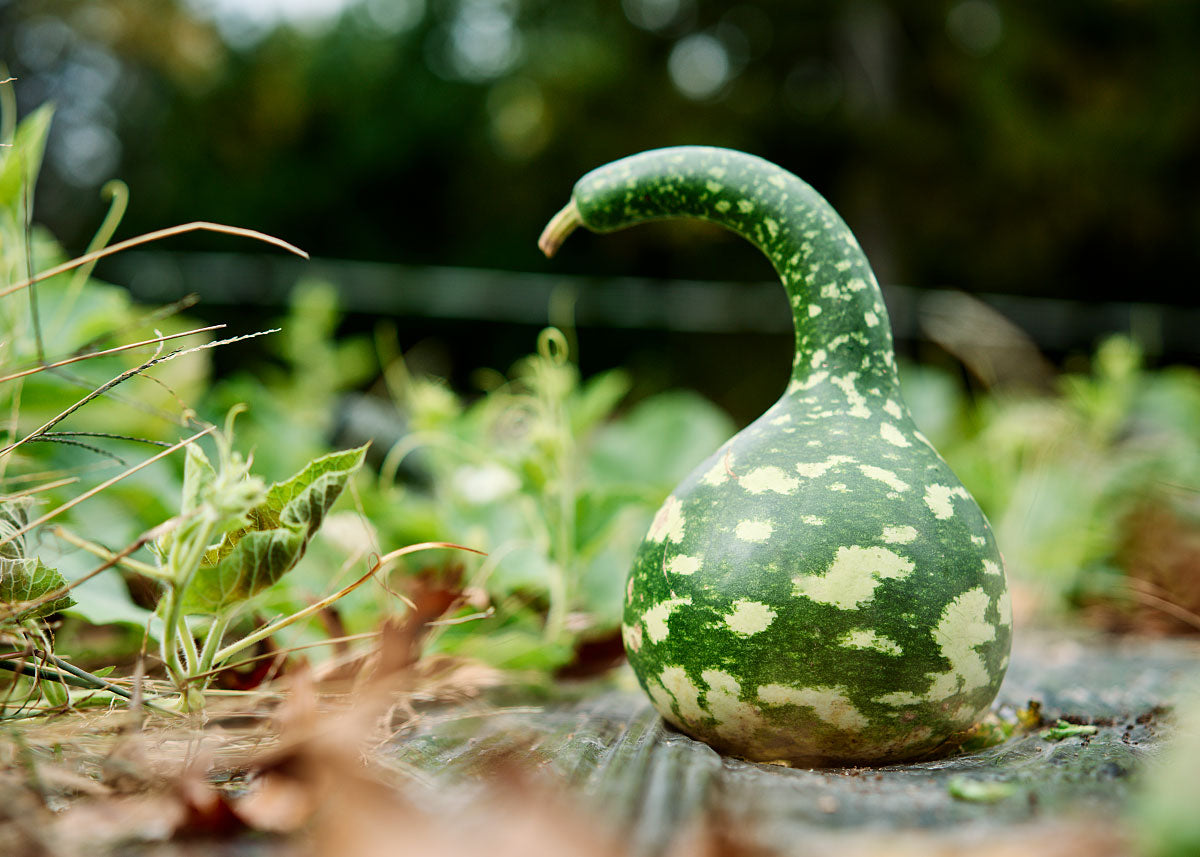 Speckled Swan - Gourd Seed – Bucktown Seed Company