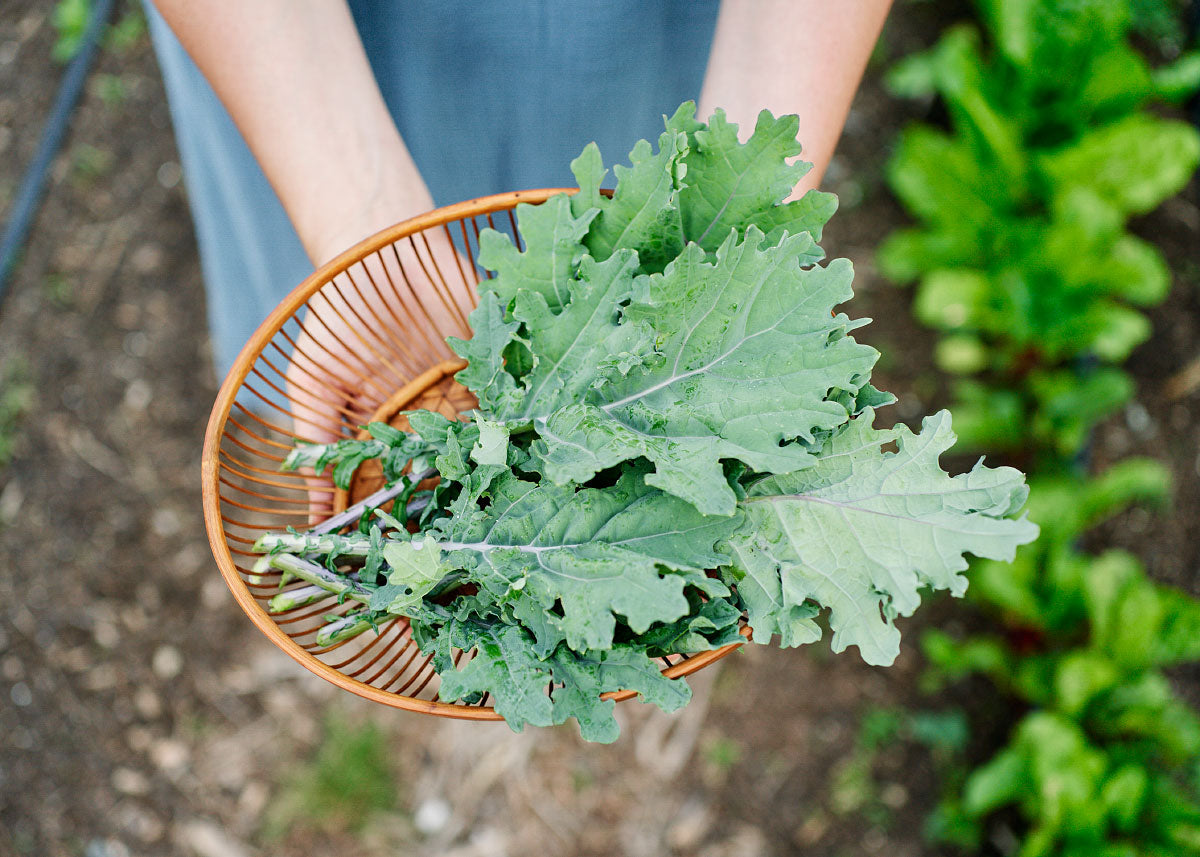Red Russian - Organic Kale Seed – Bucktown Seed Company