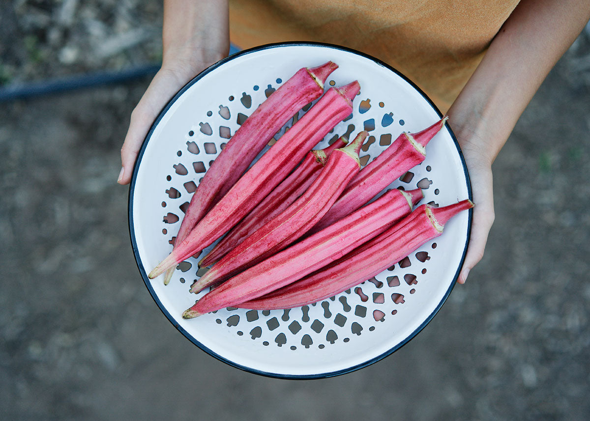 Jing Orange - Okra Seed – Bucktown Seed Company