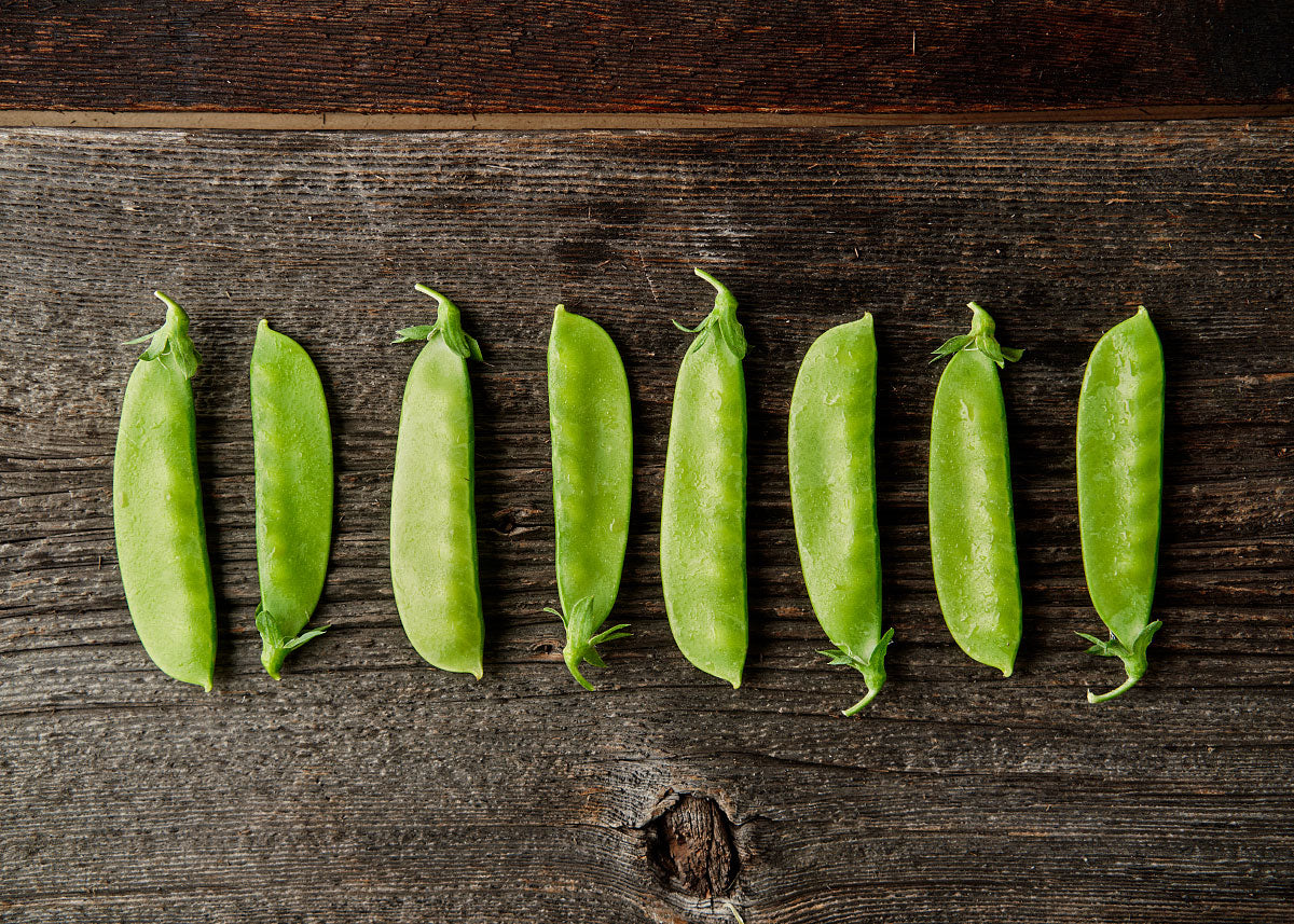 Mammoth Melting Sugar - Organic Snow Pea Seed – Bucktown Seed Company