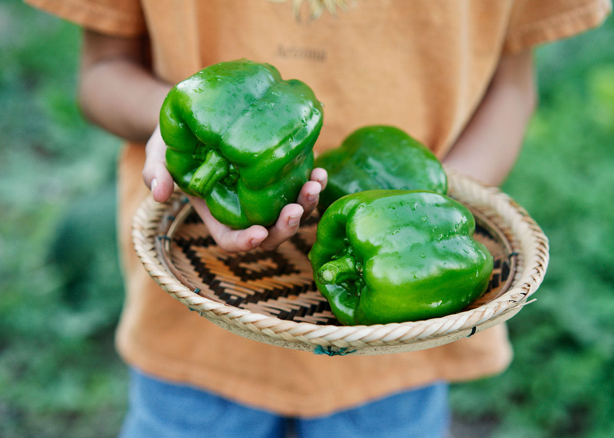 Emerald Giant - Organic Sweet Pepper Seeds – Bucktown Seed Company