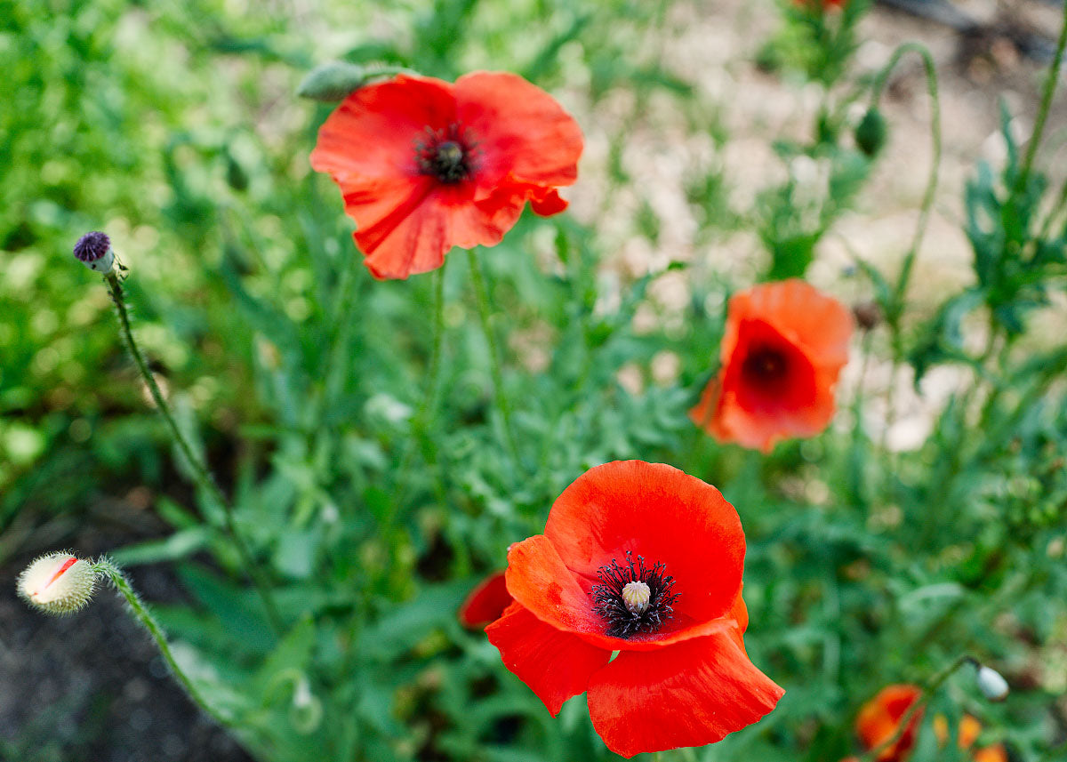 Red Corn - Poppy Seeds – Bucktown Seed Company