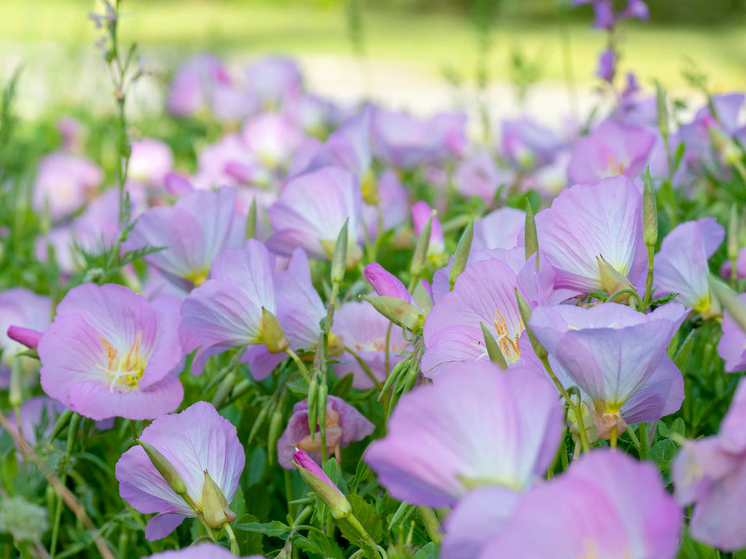 Showy Evening - Heirloom Primrose Seeds – Bucktown Seed Company