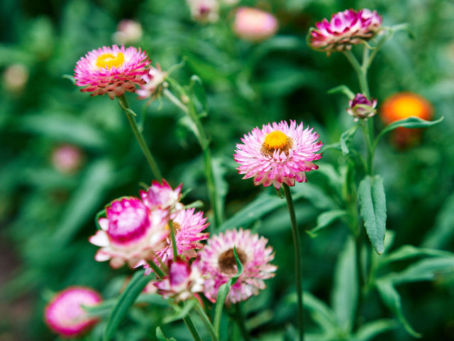 Strawflower Tall Mix Seeds – Bucktown Seed Company