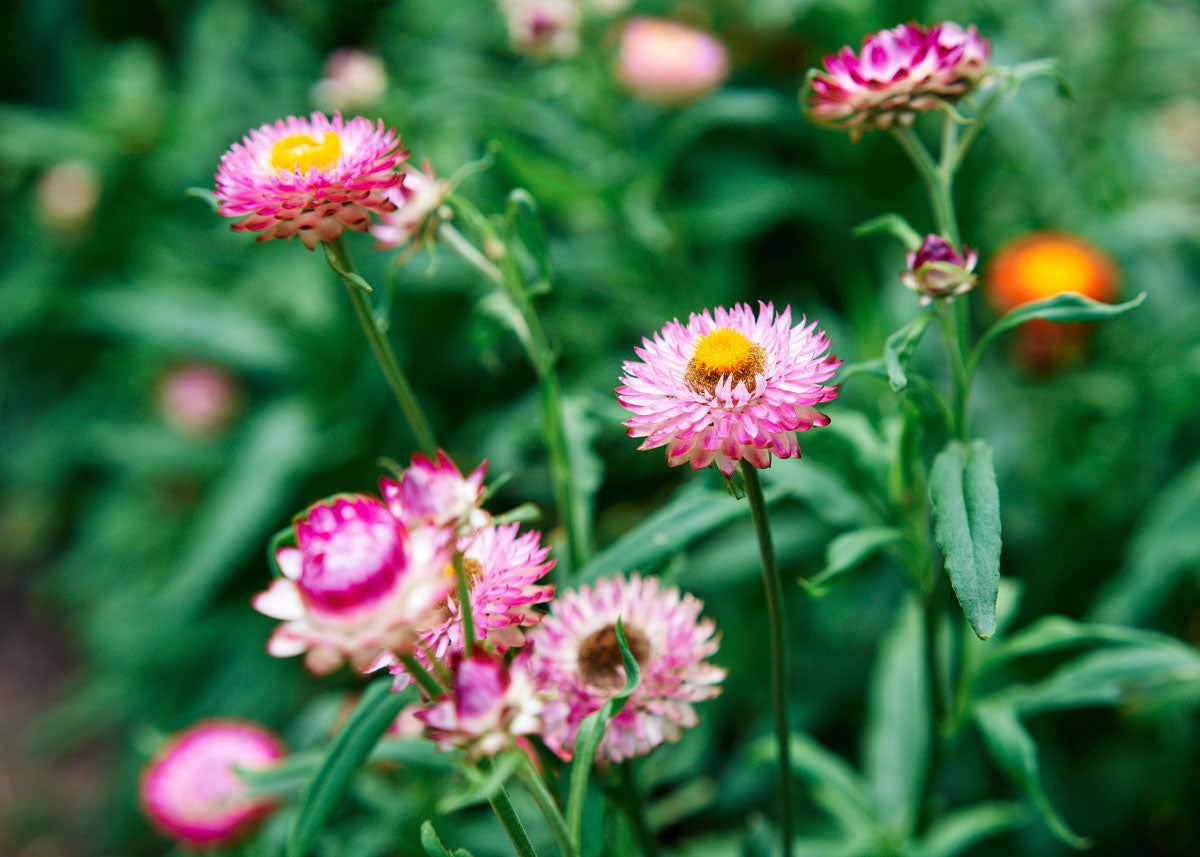 Strawflower Tall Mix Seeds – Bucktown Seed Company