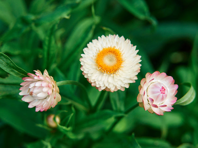 Strawflower Tall Mix Seeds – Bucktown Seed Company