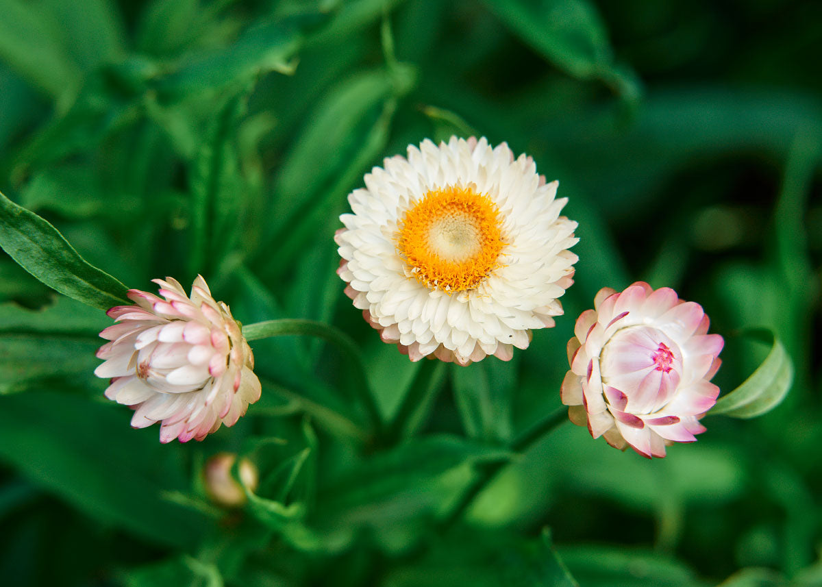 Strawflower Tall Mix Seeds – Bucktown Seed Company