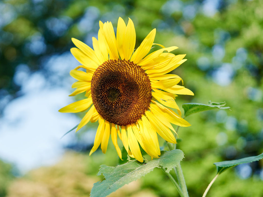 Flower Seeds | Bucktown Seed Company
