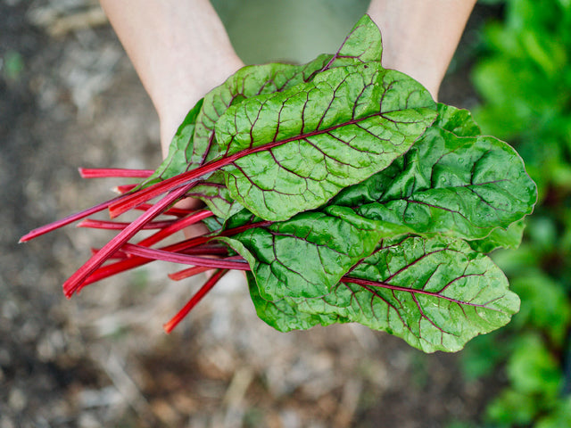 Ruby Red | Rhubarb - Organic Swiss Chard Seeds – Bucktown Seed Company