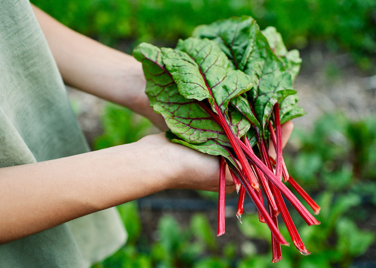 Ruby Red | Rhubarb - Organic Swiss Chard Seeds – Bucktown Seed Company