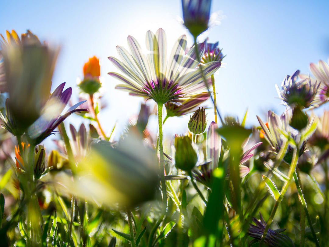 Hummingbird & Butterfly - Wildflower Seed Mix – Bucktown Seed Company