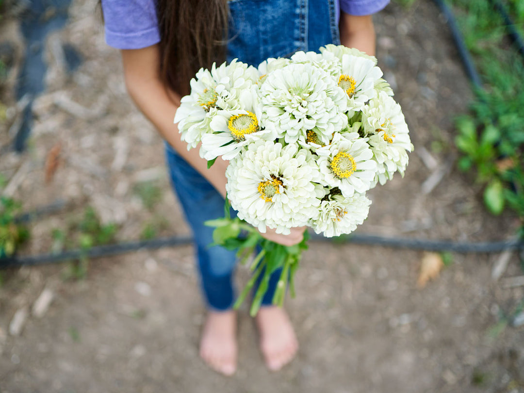 Polar Bear - Heirloom Zinnia Seeds – Bucktown Seed Company